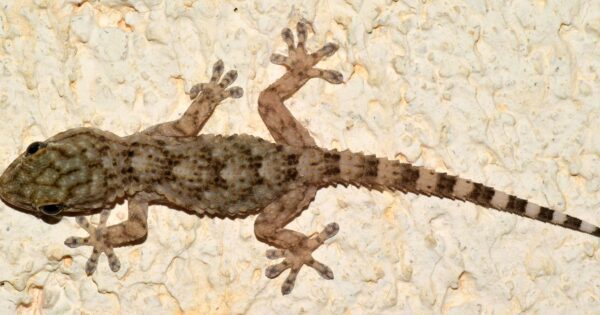 Il geco è il futuro dell'Occidente europeo