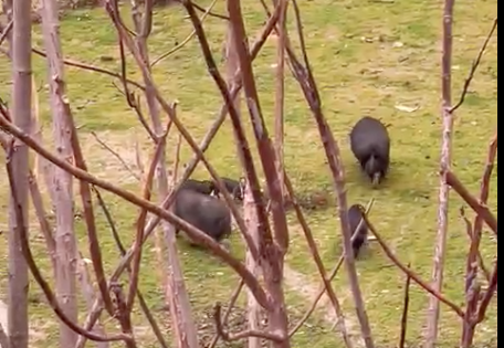 Roma, famigliola di cinghiali a spasso sul Lungotevere a pochi passi ...