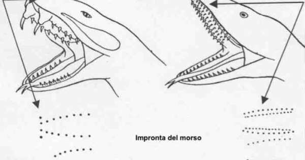 Bimbo di 8 anni attaccato da una vipera. Tutto quello che devi sapere ...