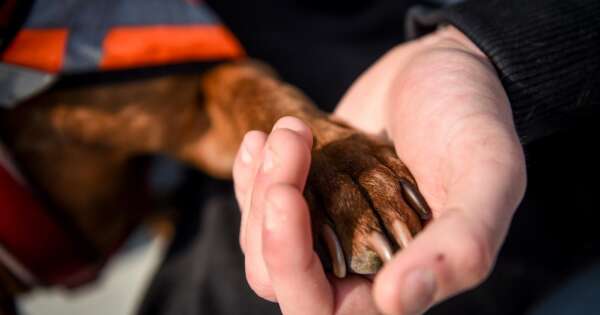 Bambina di 5 anni azzannata dal suo Pitbull nel sonno, "ferite profonde ...